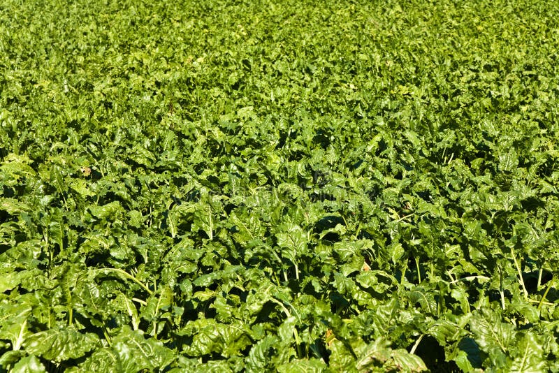 Green Beets in the Field in Sunshine Stock Image - Image of leaves ...