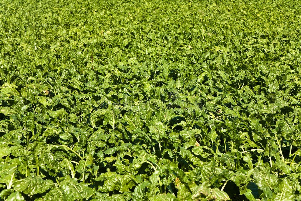 Green Beets in the Field in Sunshine Stock Image - Image of leaves ...