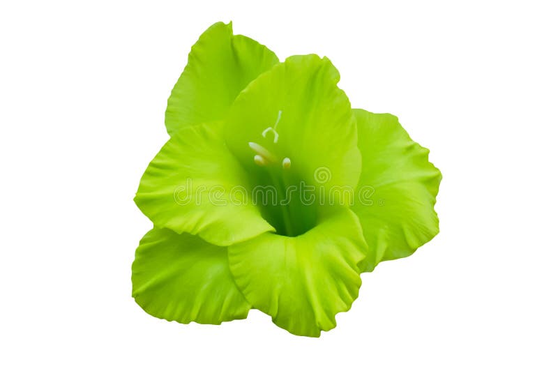 Green bell-flower stock image. Image of bright, nature - 34195075