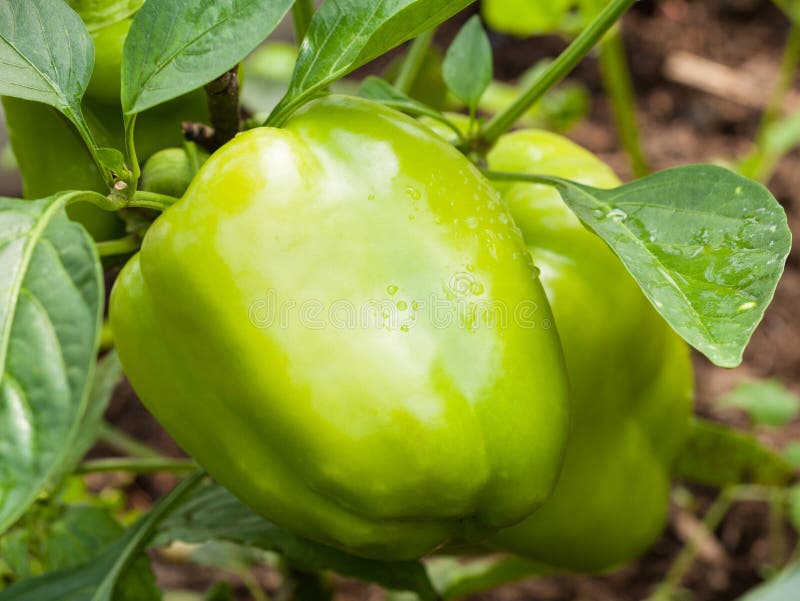 Green bell pepper stock photo. Image of grow, fall, plant - 27287236