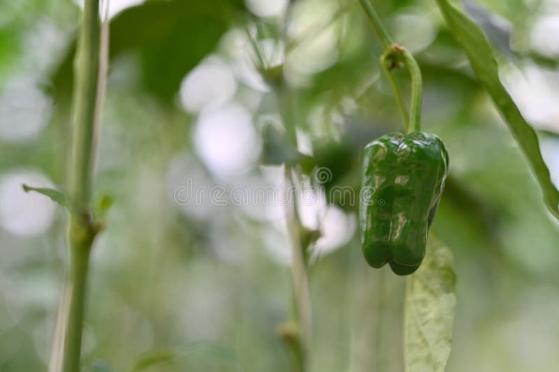 Green Bell Pepper with Thick Stem with Green Leaves Growing Inside of a ...