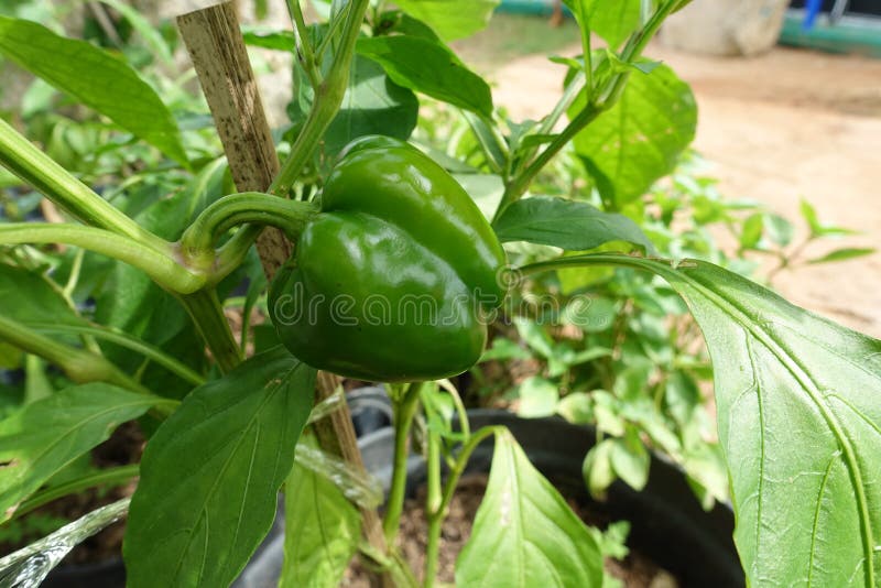 Green bell pepper on tree stock photo. Image of capsicum - 95914356