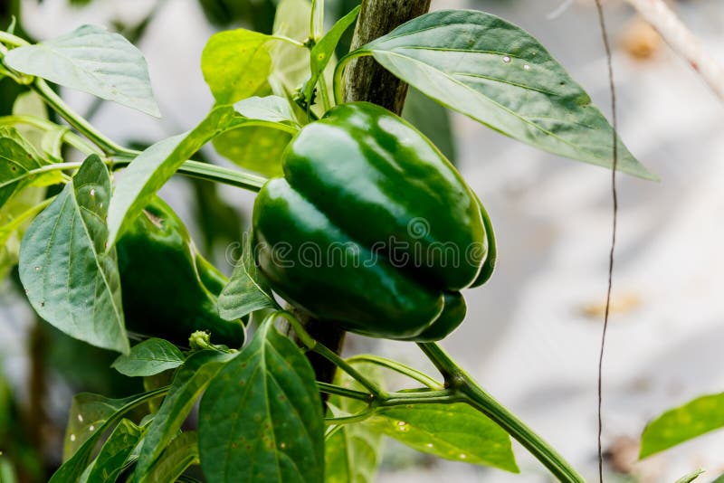 Green Bell Pepper on the Tree in Garden. Stock Photo - Image of garden ...