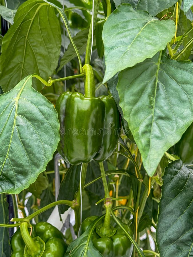 Green Bell Peppers on the Bush Stock Image - Image of yellow, green ...
