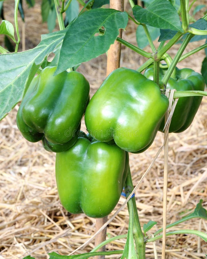 Green bell peppers growing stock image. Image of bell - 28672659