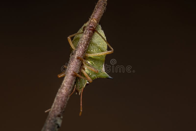 Green belly bug stock image. Image of melacanthus, insect - 214660821