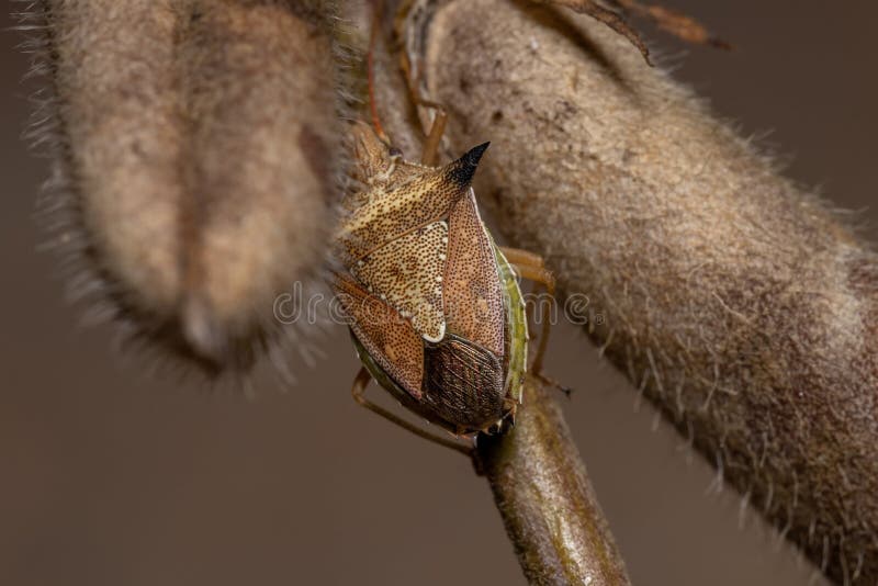 Green belly bug stock photo. Image of hemipteran, insect - 214660834