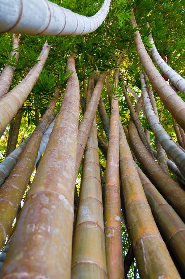 Green Bent Bamboo Trees Stock Photos - Free & Royalty-Free Stock Photos ...