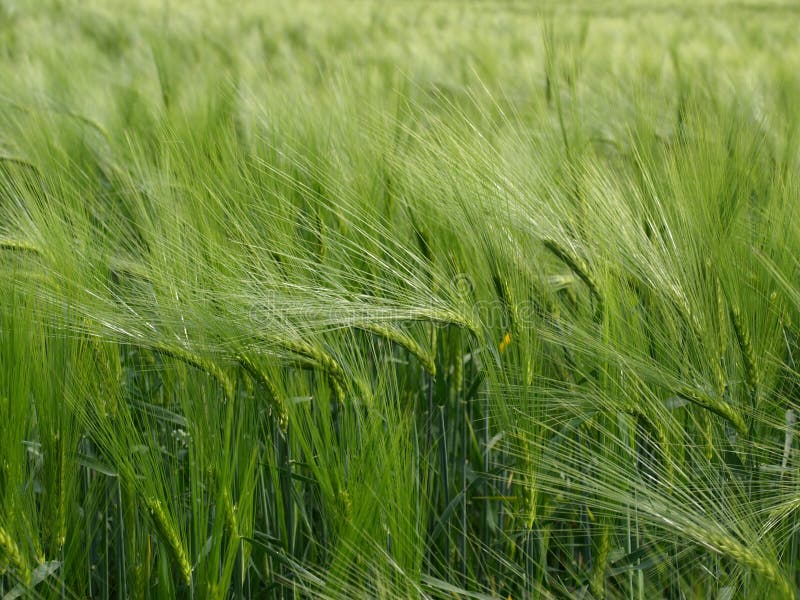 Green bere stock image. Image of surgy, undulating, green - 5682355