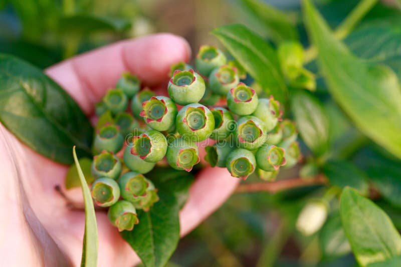 Green berries blueberries stock image. Image of growth - 275698793