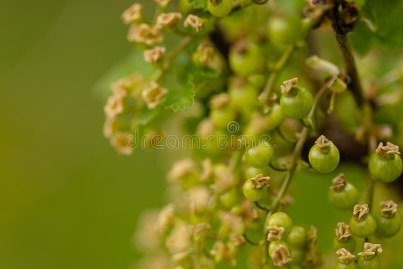 Green Berries of Currant on a Green Background on a Summer Day Macro ...