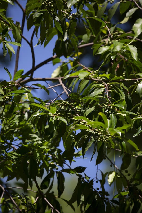 Close up of Green Berries stock image. Image of beautiful - 213903769