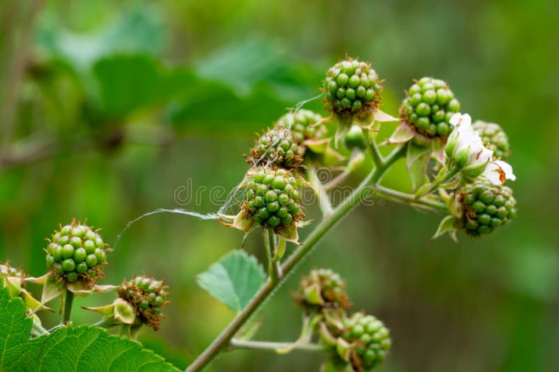 Green Berries Growing on a Vine in a Lush Garden Setting Stock Photo ...