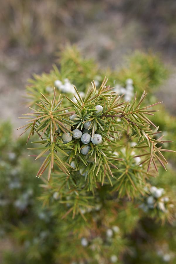 Green Berries of Juniperus Communis Shrub Stock Image - Image of ...