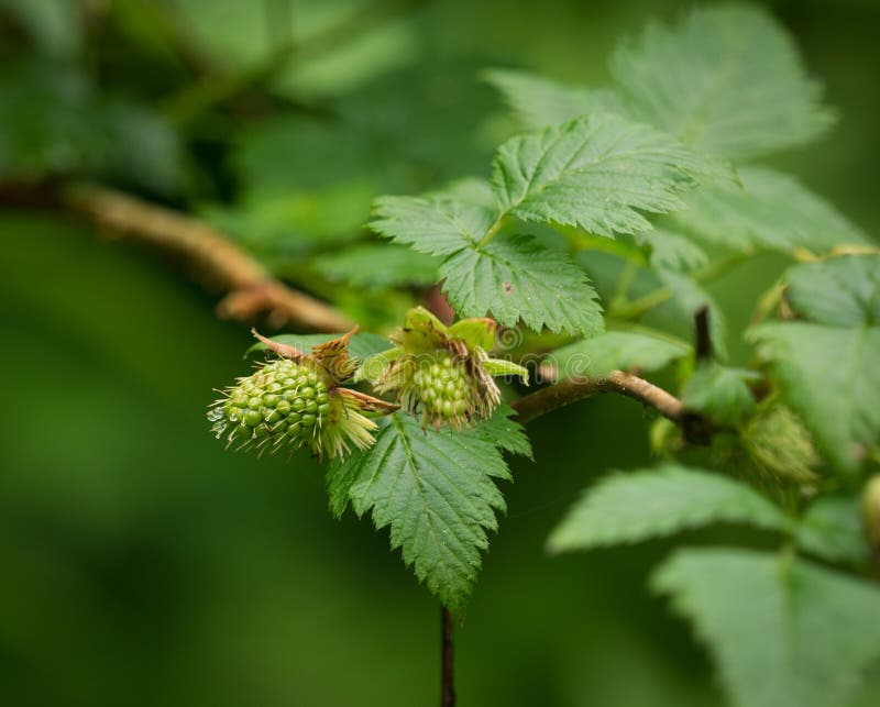 Green Berries Starting To Form Stock Image - Image of unfurling ...