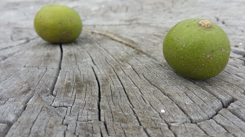 Green berry stock photo. Image of berry, nature, wood - 99143740