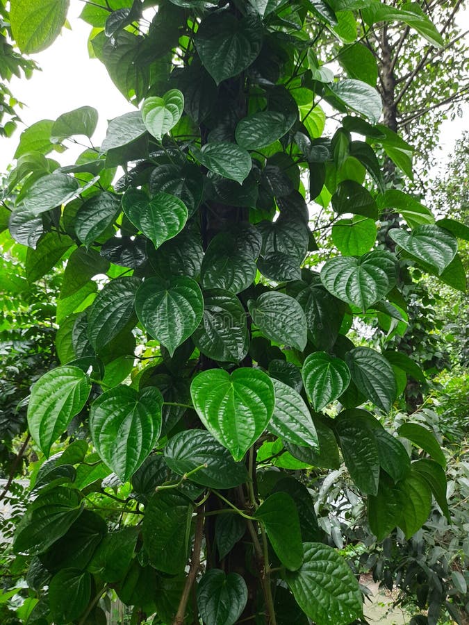 Betal leaf plant growing stock image. Image of food - 196166363