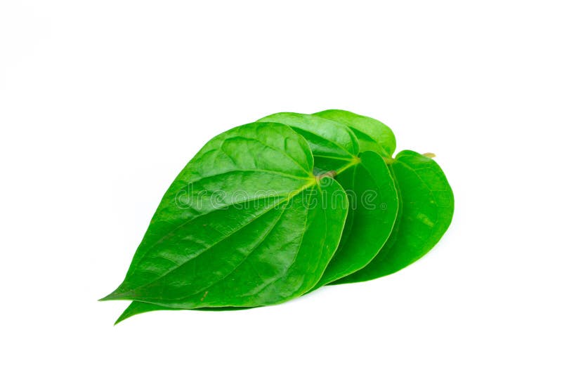 Betel Leaf Isolated On White Background Stock Photo - Image of leaves ...