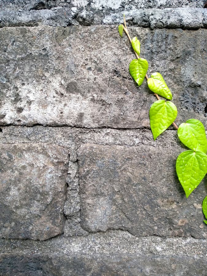 Green Betel Leaf Propagate on the Wall Stock Image - Image of ...