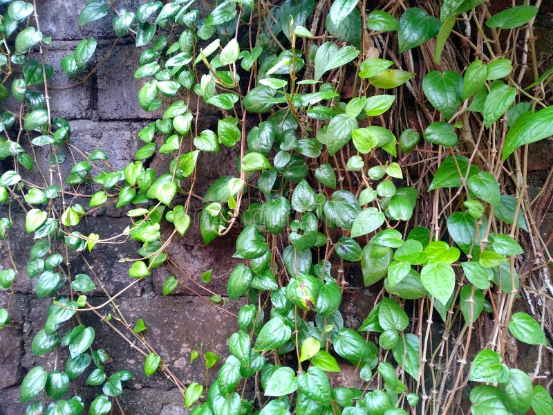 Green Betel Leaf Propagate on the Wall Stock Image - Image of shaped ...