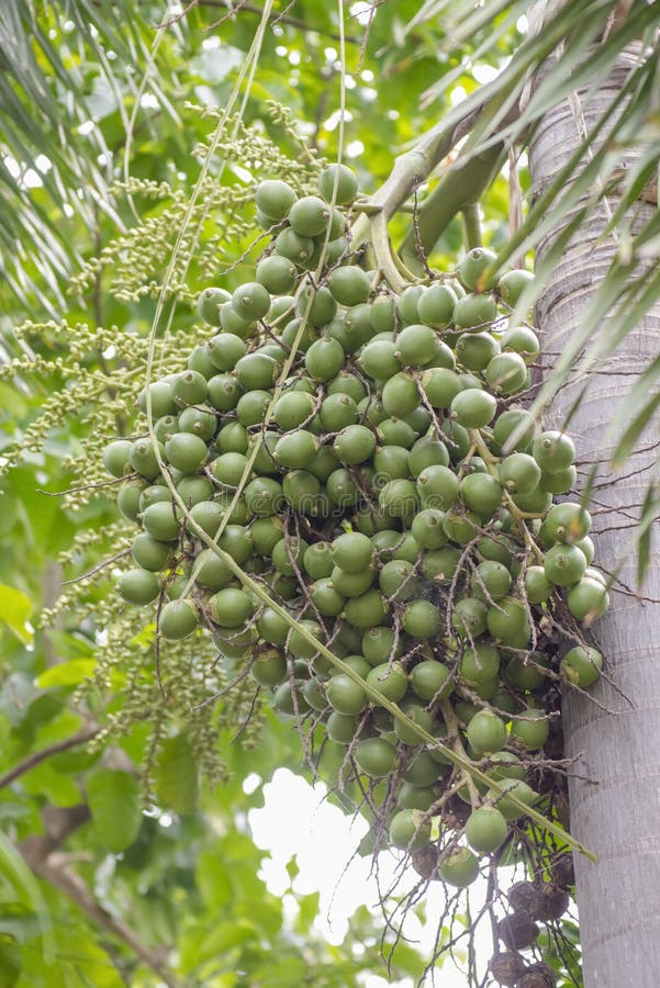 Green betel nut on tree stock image. Image of grown - 275267739