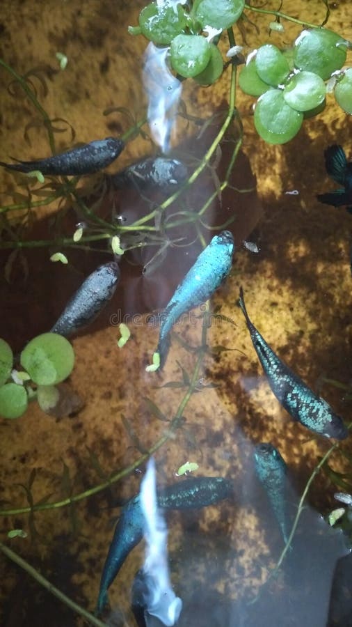 Green Betta Fish from Top Frame Stock Photo - Image of green, betta ...