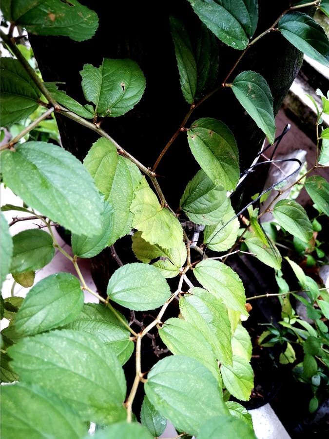 Green Bidara Leaves Attached To the Tree. Stock Image - Image of leaves ...