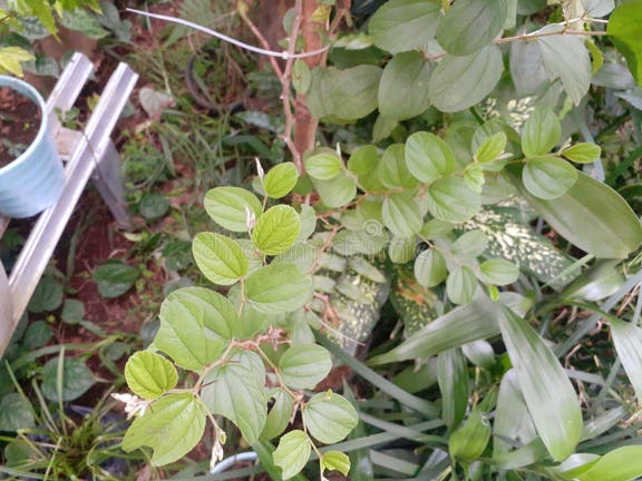 Green Bidara tree stock image. Image of herb, branch - 242090785