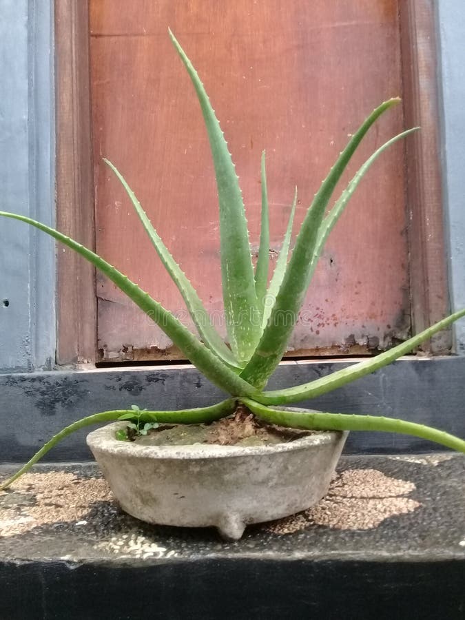 Green big aloe vera. stock image. Image of flower, cactus - 236985447