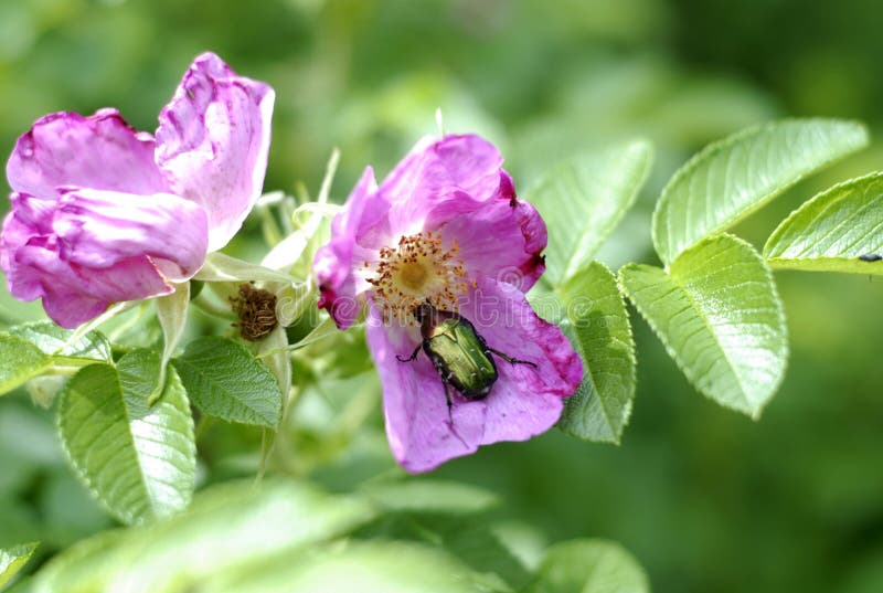 Green Big Bug on the Wild Pink Rose Stock Photo - Image of beauty ...