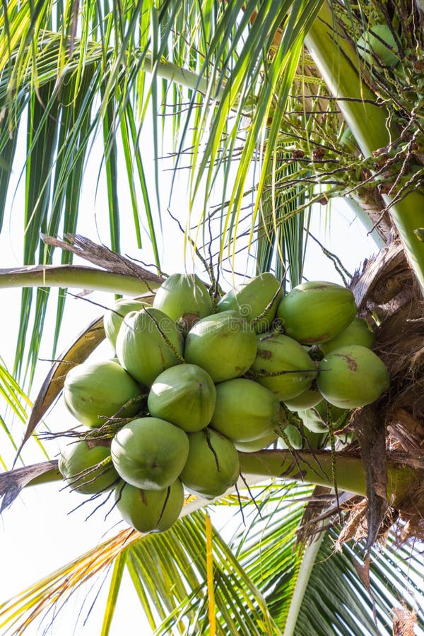 Green Coconut Fresh on the Tree in My Garden Stock Image - Image of ...