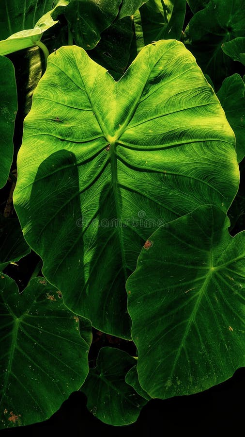 Green big Leaf pictures stock photo. Image of leaf, garden - 277994330