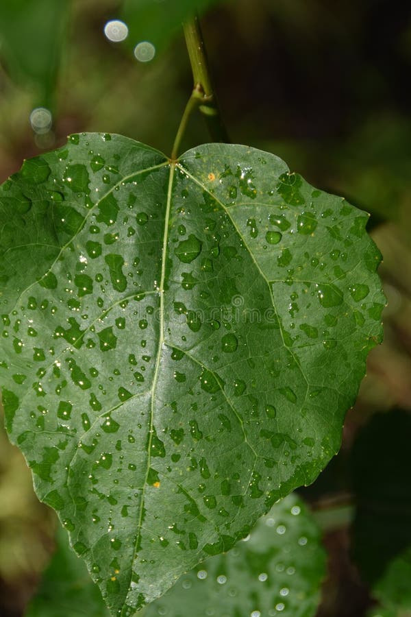 A Big Leaf with Raindrops stock image. Image of rain - 331996957