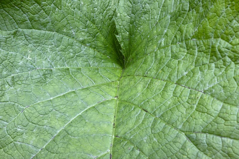 Green big leaf stock image. Image of green, plants, details - 44165883