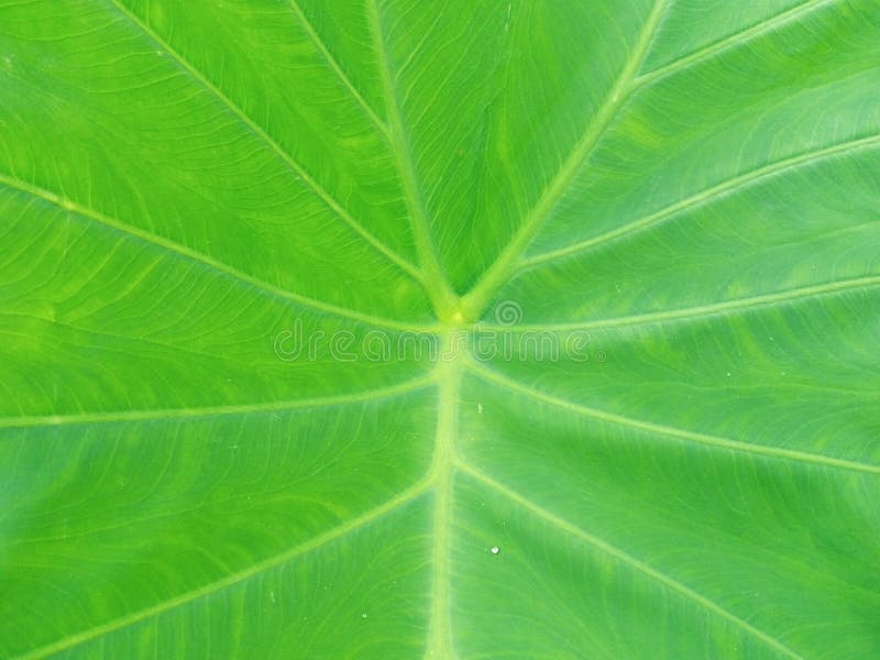 Green Big Leaf Texture stock image. Image of wallpaper - 222951099