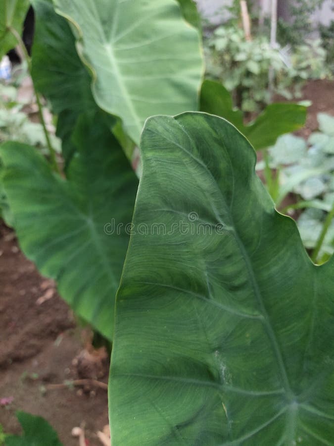 Green Big Leave Relaxing Mind and Refresh Stock Image - Image of leave ...