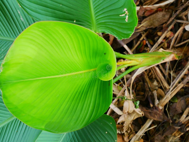 Green Big Leaves Background, Fresh Nature Leaf Texture Stock Image ...