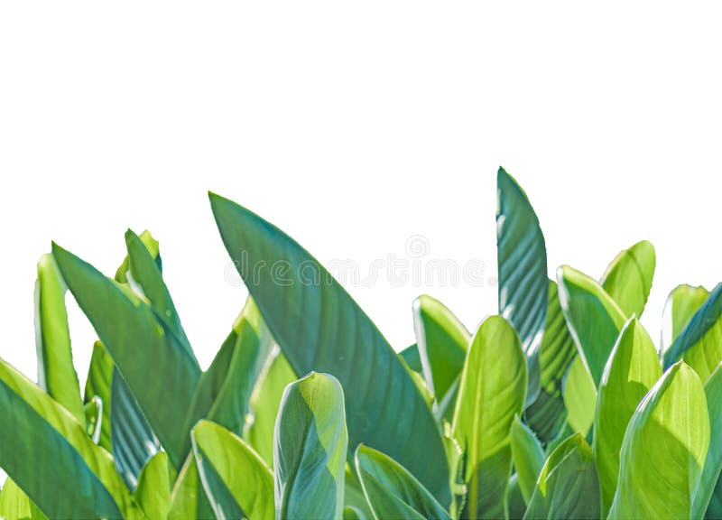 Green Big Leaves Background Isolated Photo Stock Image - Image of ...