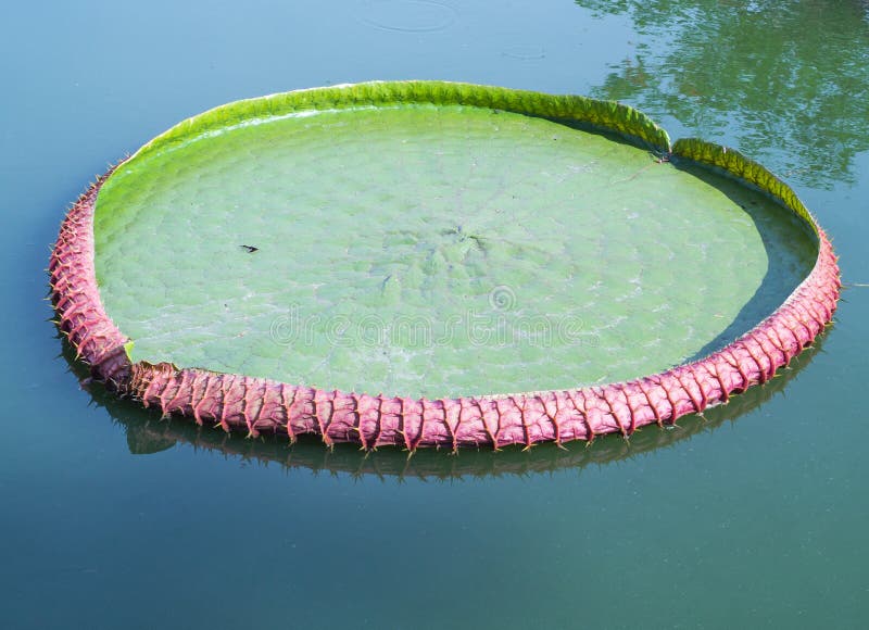 Green big lotus leaf. stock image. Image of nature, background - 54315021