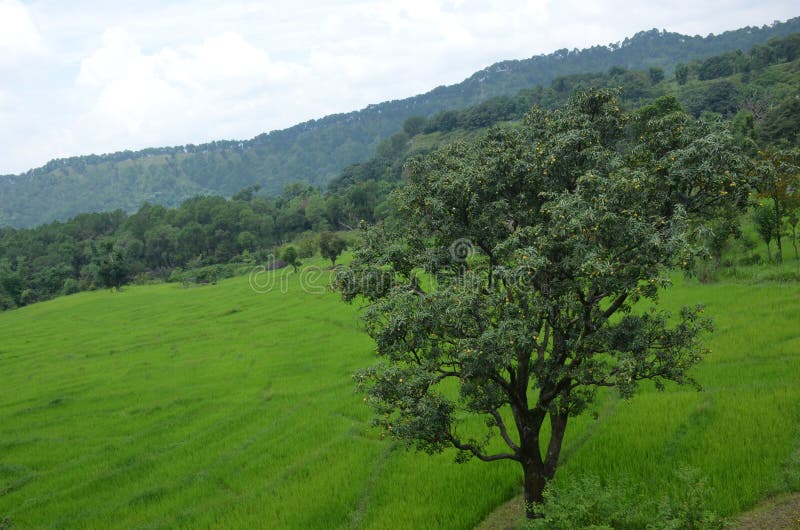 The Green Big Mango Tree with Raw Fruit in the Field Stock Image ...