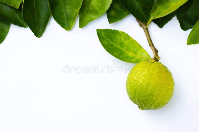 Green Big Organic Lime with Leaves Put on White Paper Background Stock ...