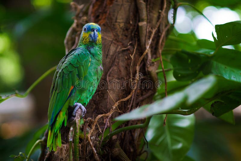Green Big Parrot Sitting on the Branch in the Forest and Looking at ...