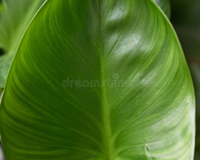 Green Big Round Leaf on Macro,portrait Stock Image - Image of pattern ...