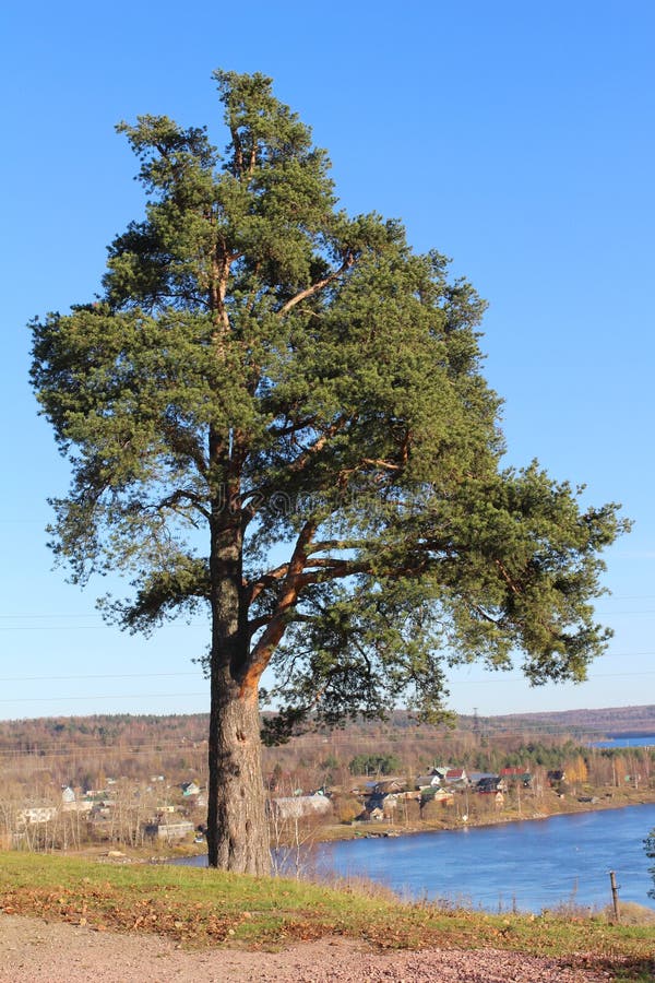 Green big spruce stock photo. Image of foliage, blue - 85545148