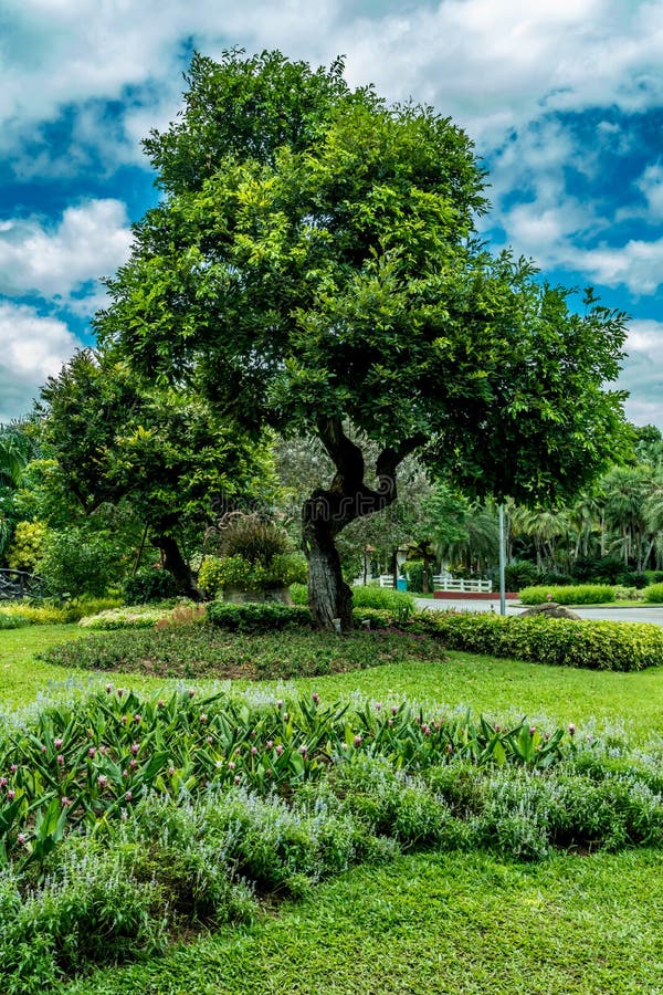 Green Big Tree in Beautiful Garden Stock Photo - Image of tree, plant ...