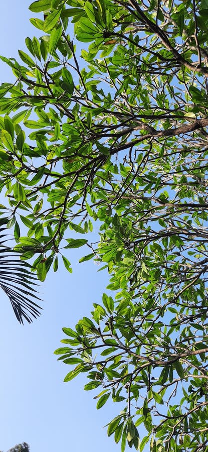 Green Big Tree with Clean Sky Editorial Image - Image of wallpaper ...