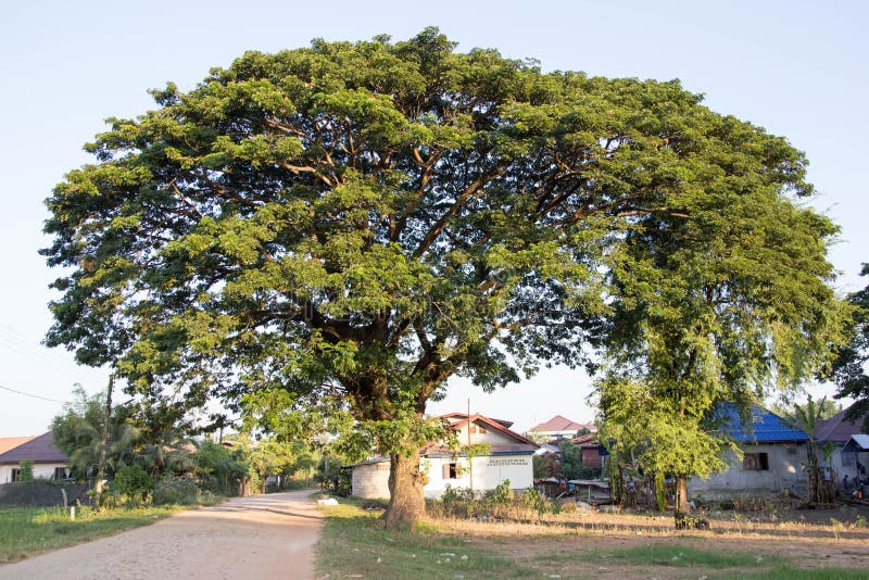 Tree stock photo. Image of laos, tree, shadow, temple - 129003638