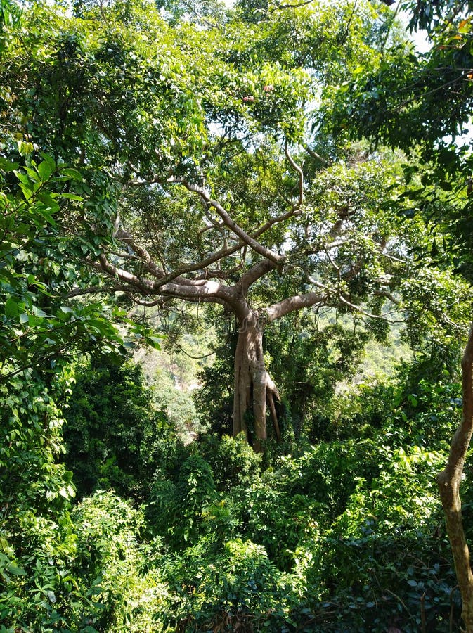 Green Big Tree in the Jungle Stock Image - Image of beautiful, outdoor ...
