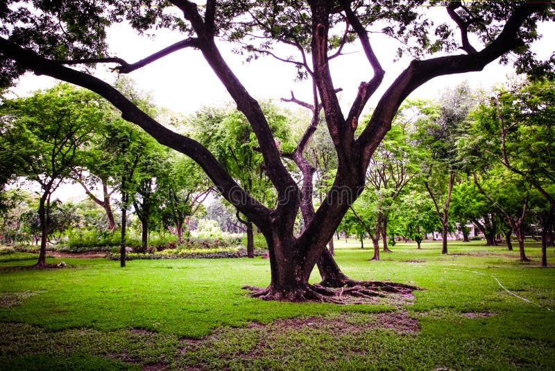 Green big tree in the park stock photo. Image of group - 49572748
