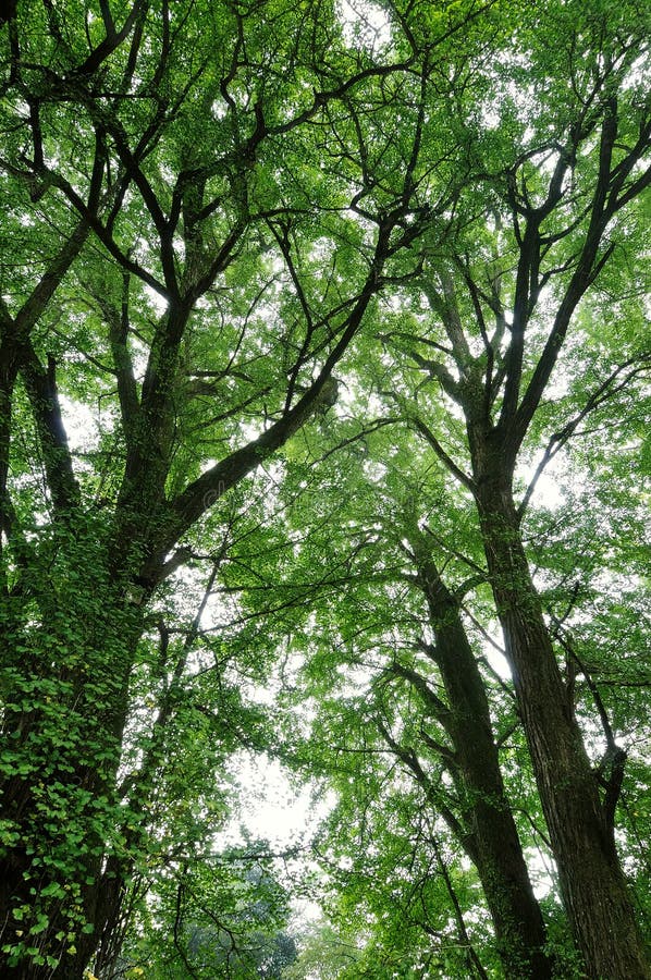 Green big trees stock photo. Image of leave, tall, tree - 33622832